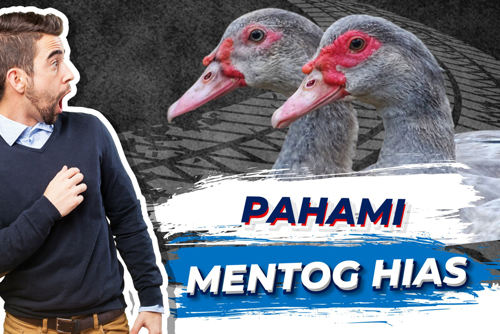 Memahami Jenis Mentog Rambon - Gribig.id