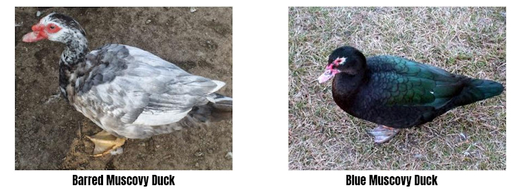 Mengenal Jenis dan Warna Entok - Gribig.id