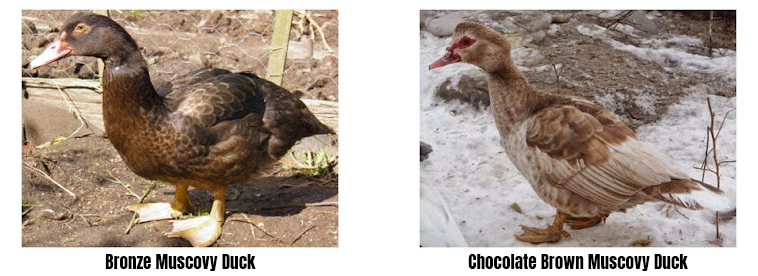 Mengenal Jenis dan Warna Entok - Gribig.id