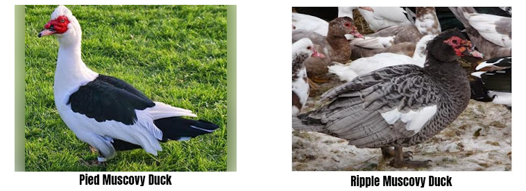 Mengenal Jenis dan Warna Entok - Gribig.id