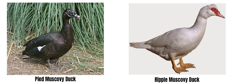 Mengenal Jenis dan Warna Entok - Gribig.id