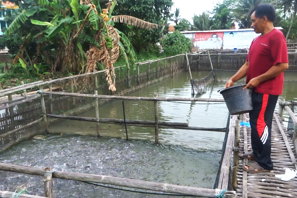 TIPS: Cara Budidaya Ikan Lele Rawa - Gribig.id