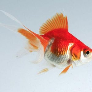 Ikan-Ryukin-Jepang - Gribig.id